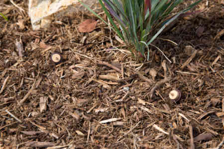 IH Risers | Nelson Irrigation Australia